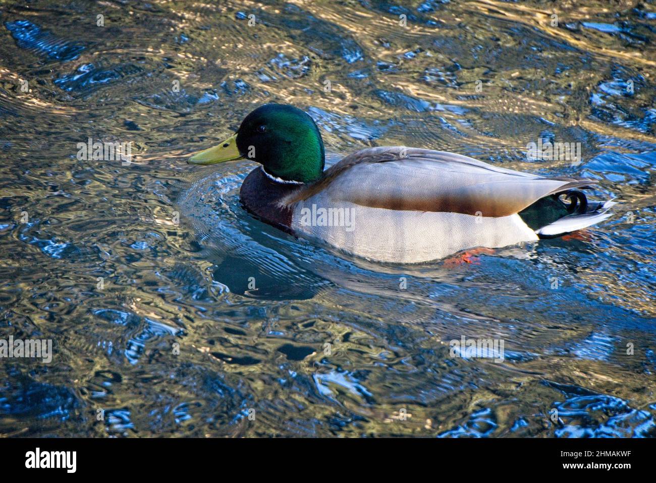 Duck Calgary Zoo Alberta Stock Photo - Alamy