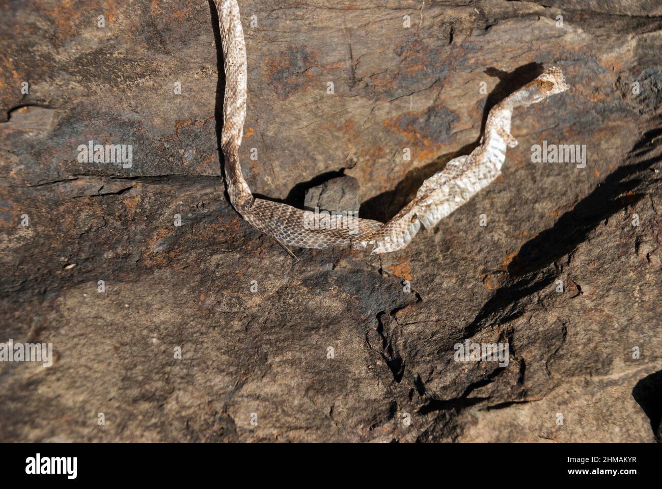 Snake skin change in winter on dark slate stone Stock Photo - Alamy