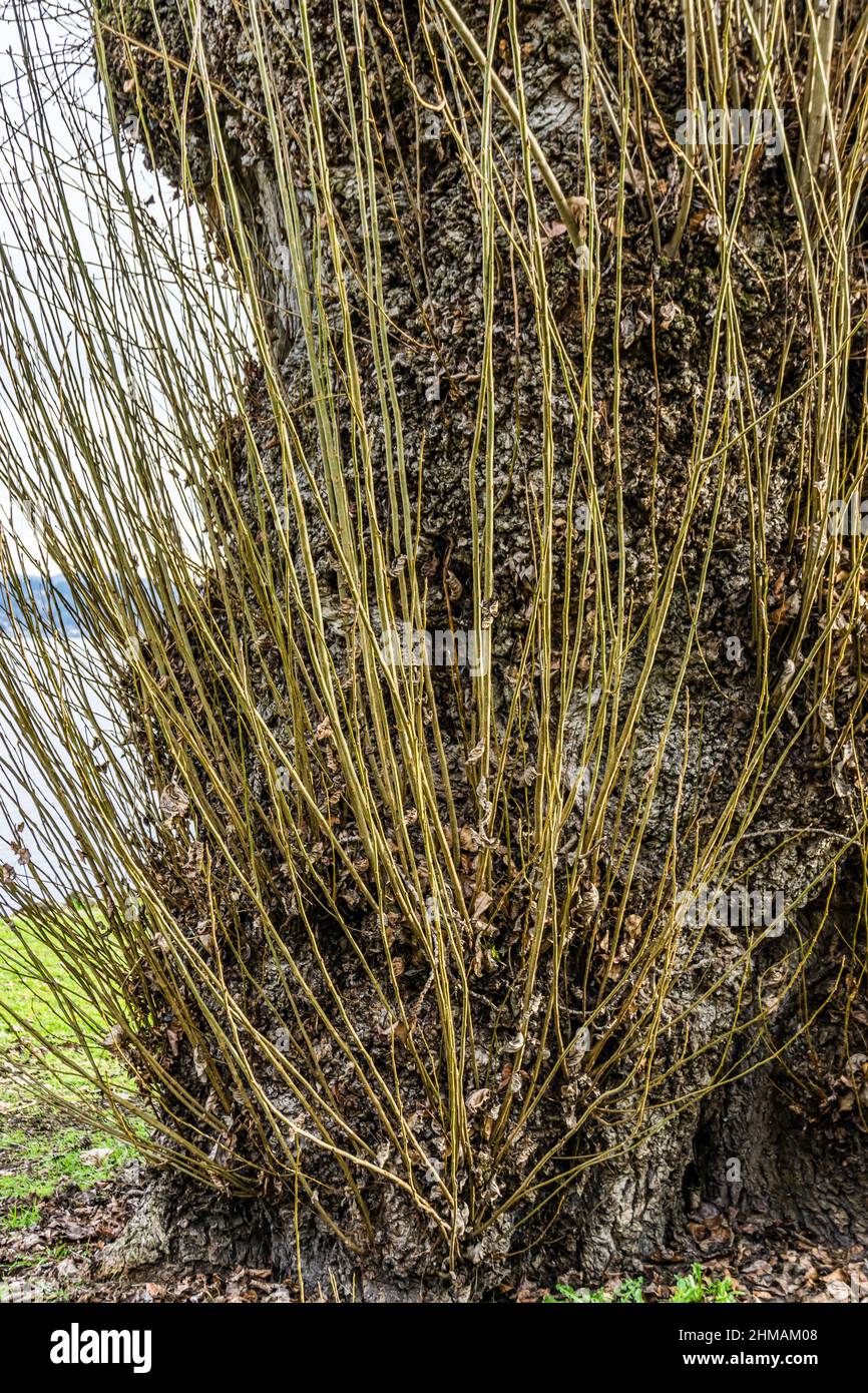 New branches are growing from the base of this tree in Seattle ...
