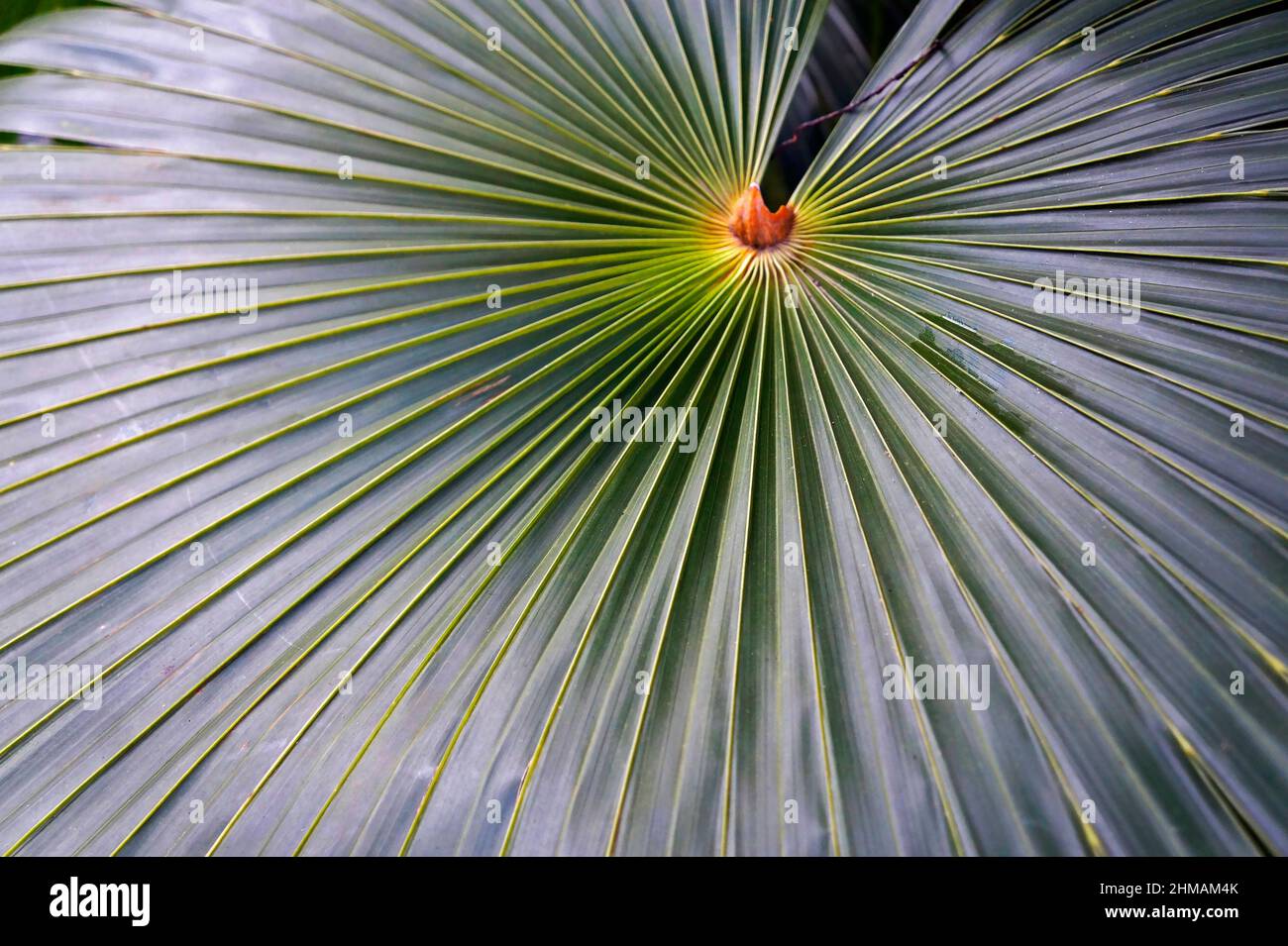 Palm tree leaf background Stock Photo - Alamy