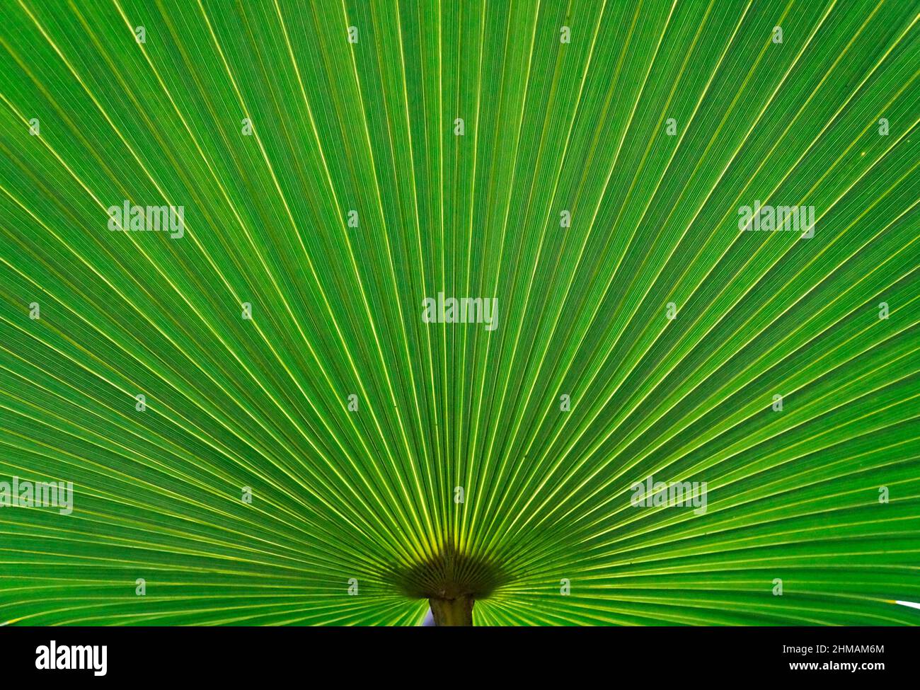 Palm Tree Leaf Background Stock Photo Alamy palm-tree-leaf-background-stock-photo-alamy