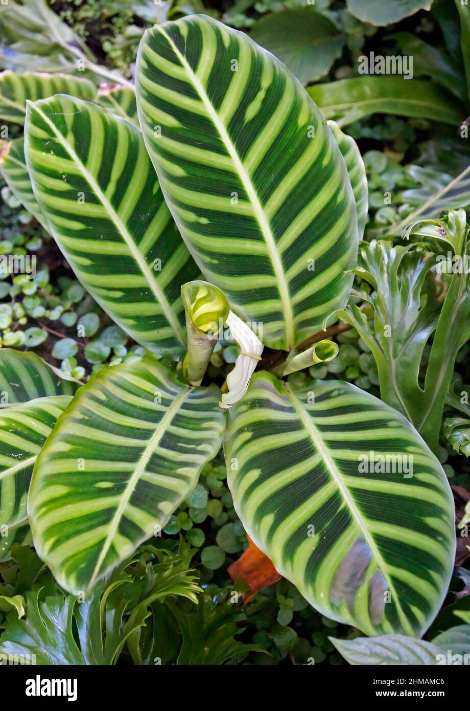 Zebra plant (Calathea zebrina) on garden Stock Photo - Alamy