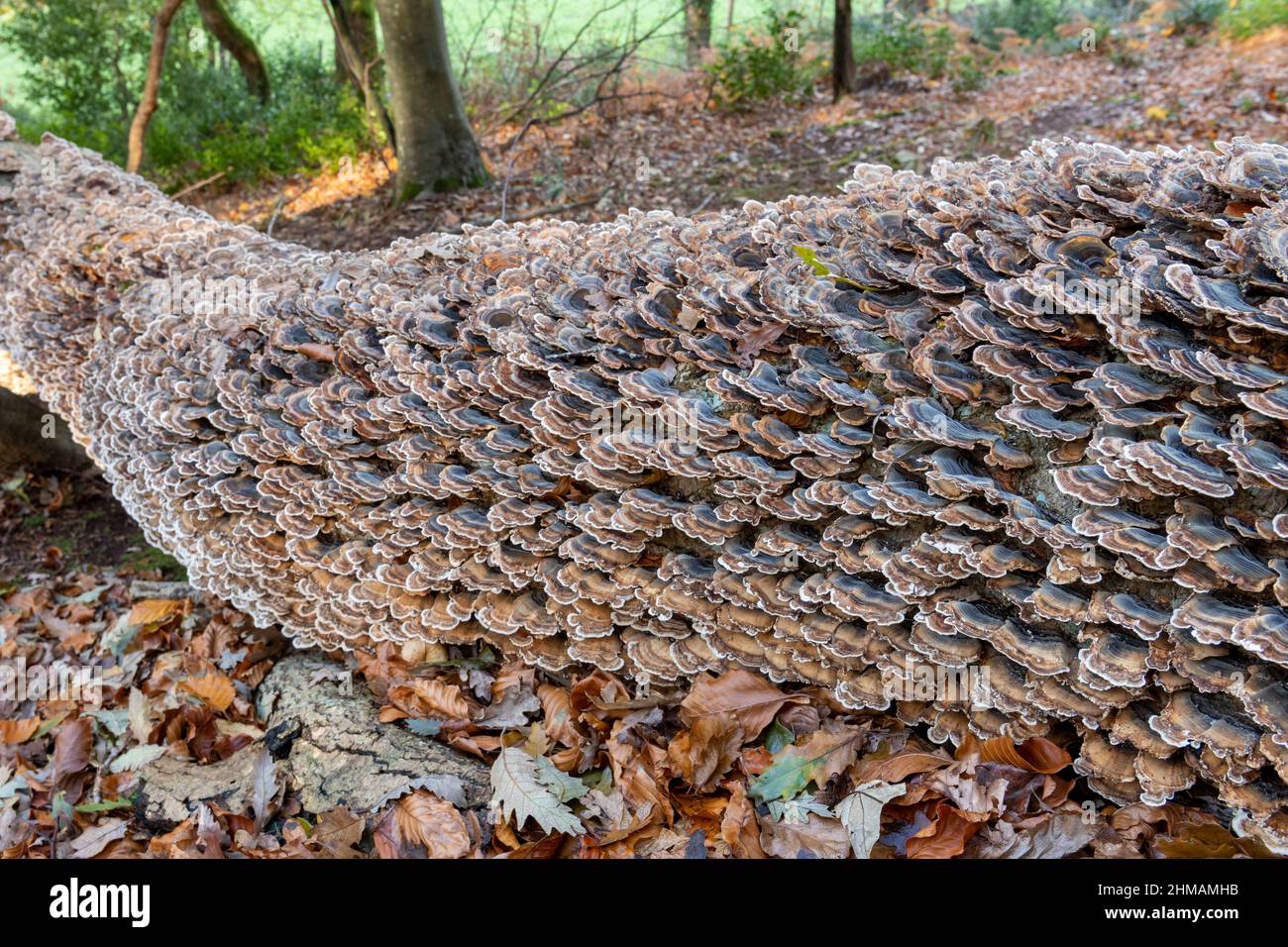 Close up of turkey tail (trametes versicolor) growing on a fallen tree ...