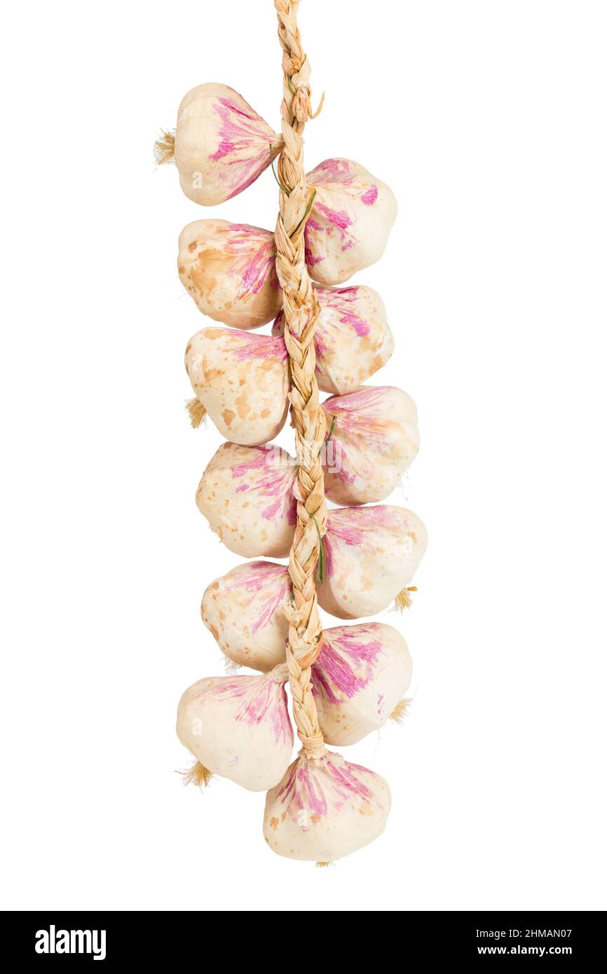 Artificial garlic is intertwined like a braid. Isolated over white ...