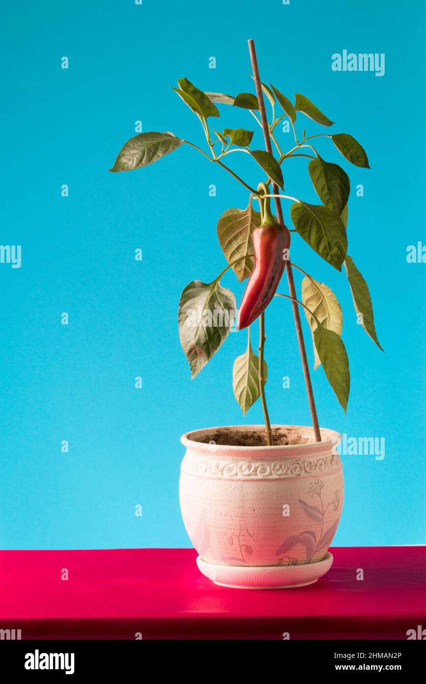 Pepper capia hi-res stock photography and images - Alamy