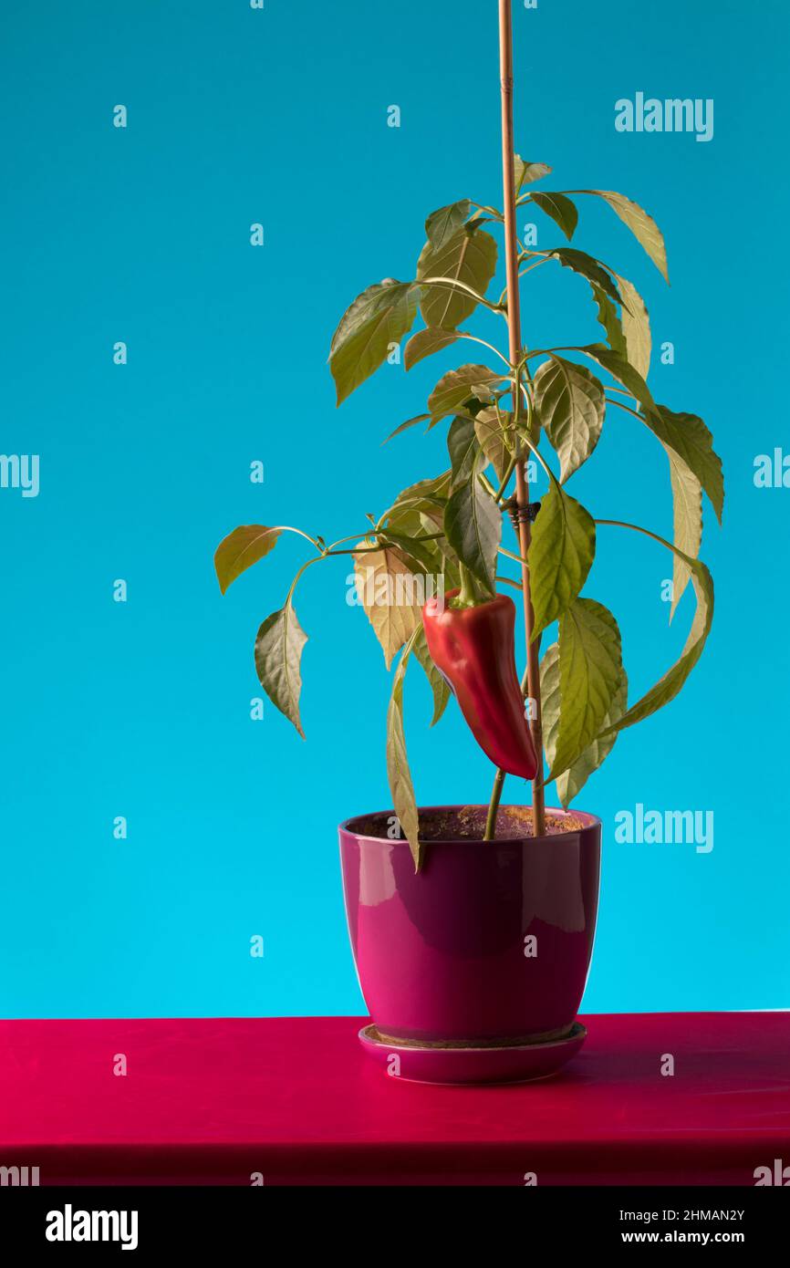 Pepper capia hi-res stock photography and images - Alamy