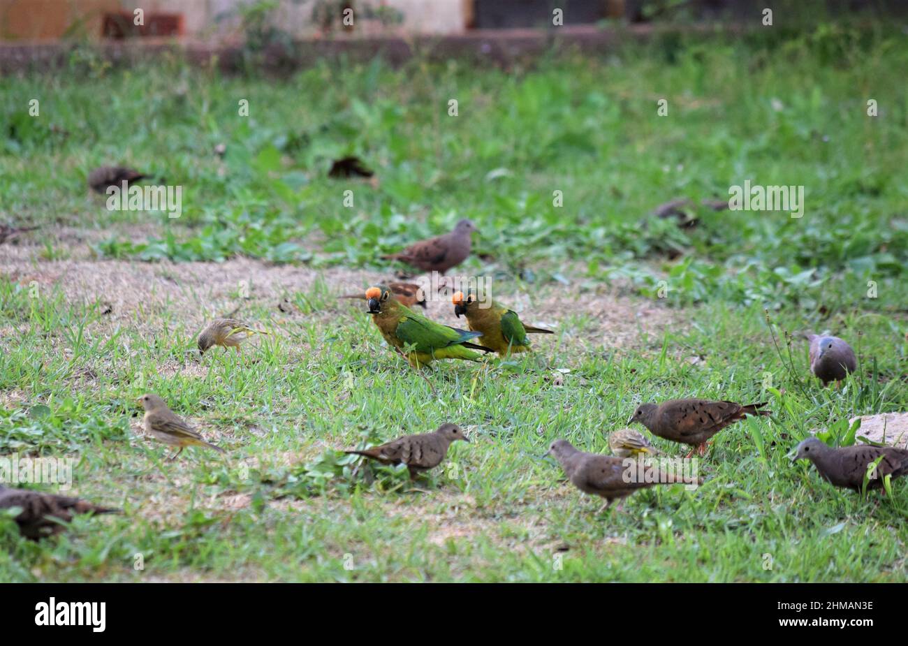 Aves voando hi-res stock photography and images - Alamy