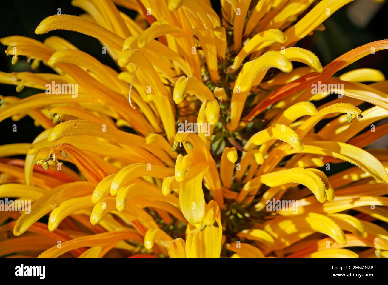 Brazilian plume flower (Justicia umbrosa or Justicia aurea Stock Photo ...