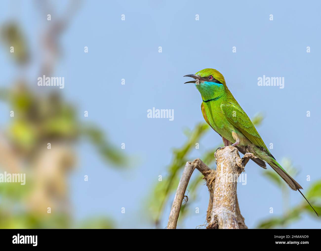 Singing bee hi-res stock photography and images - Alamy
