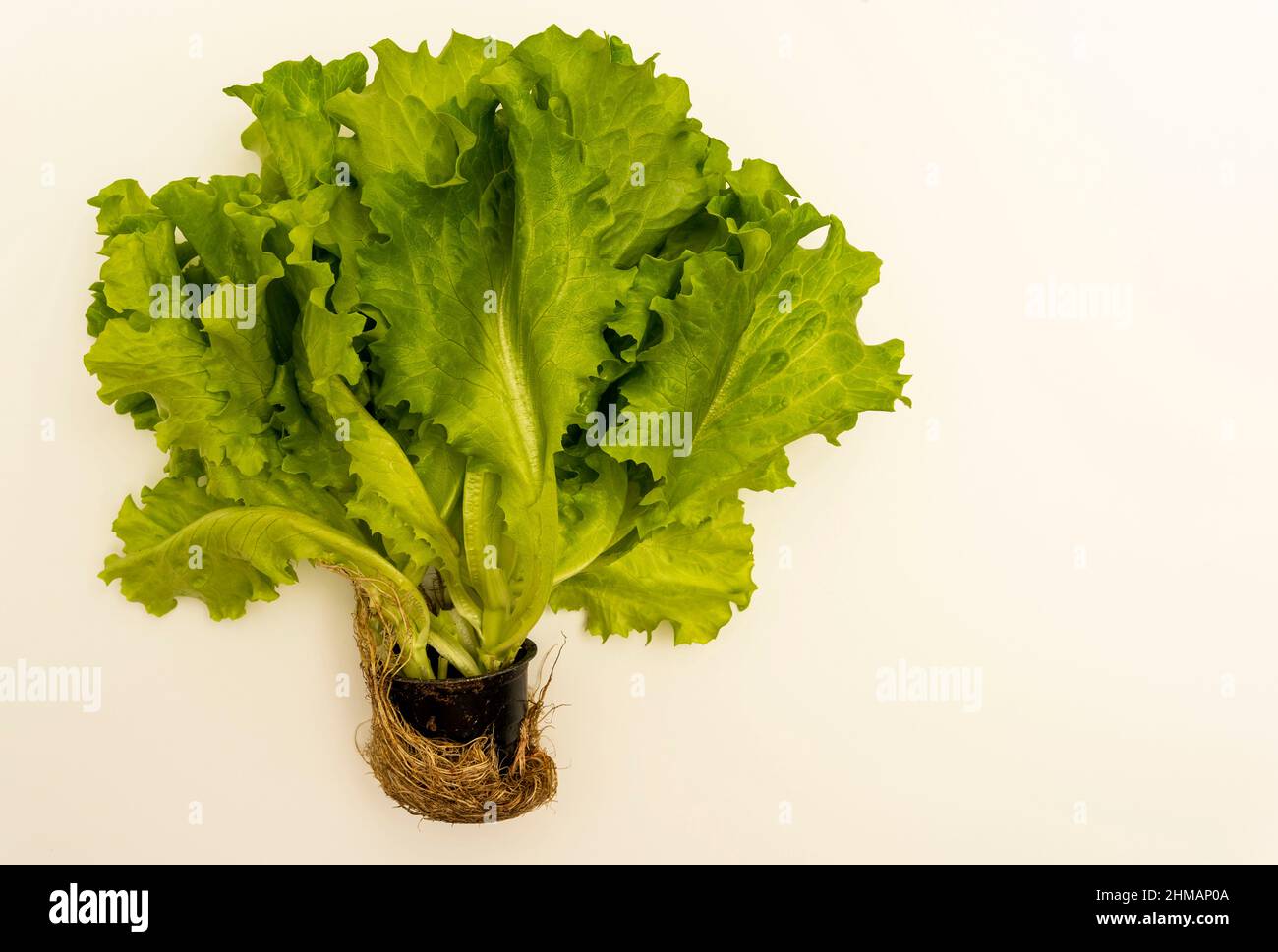 green lettuce plant with roots on a pink background, lettuce leaves ...