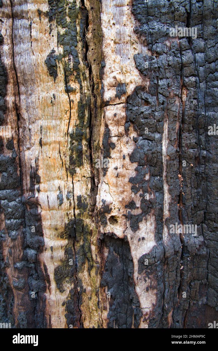 Ancient wood bark background close up, cracked, rough and textured ...
