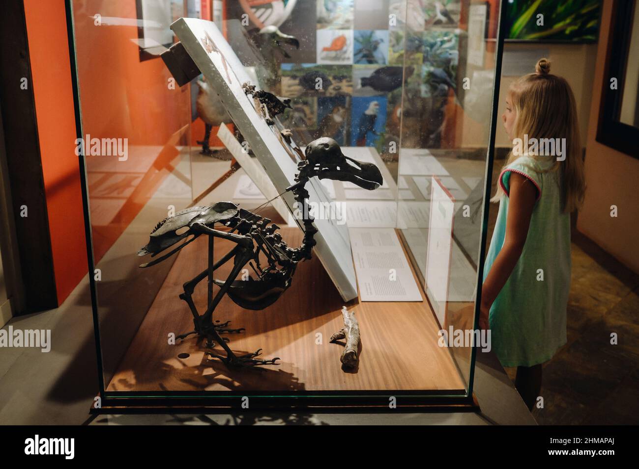 Mauritius, December 10, 2019: DoDo Bird at the Museum Stock Photo - Alamy