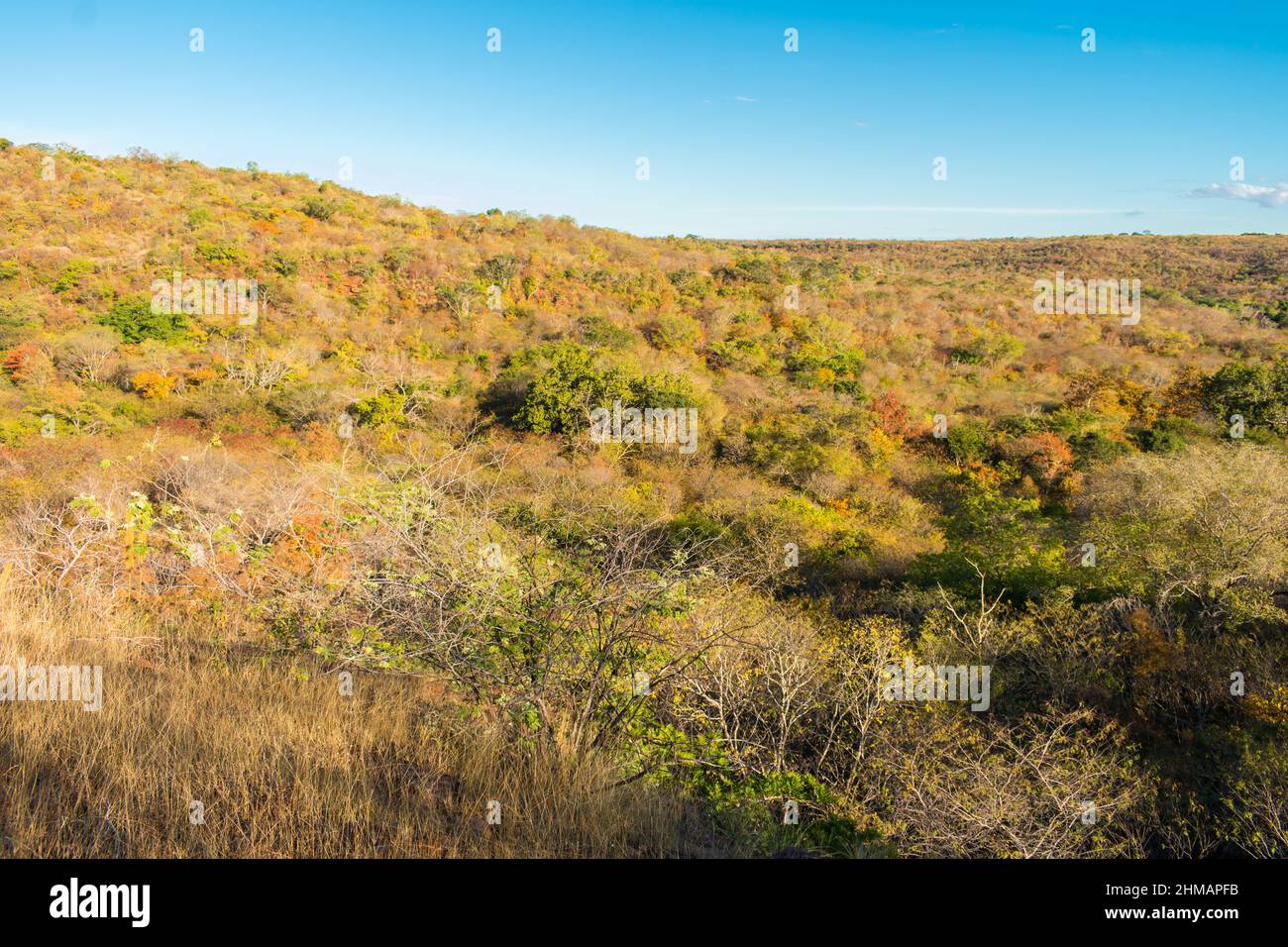 A view of the caatinga landscape in the beginning of the dry season ...