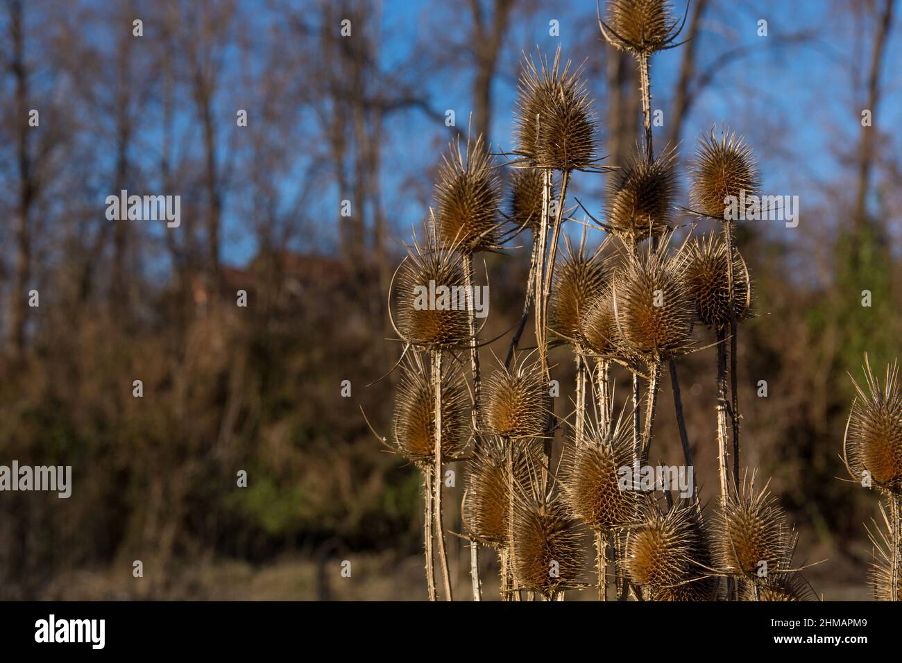 Dry flowers of Dipsacus fullonum, also known as wild teasel or fullers ...