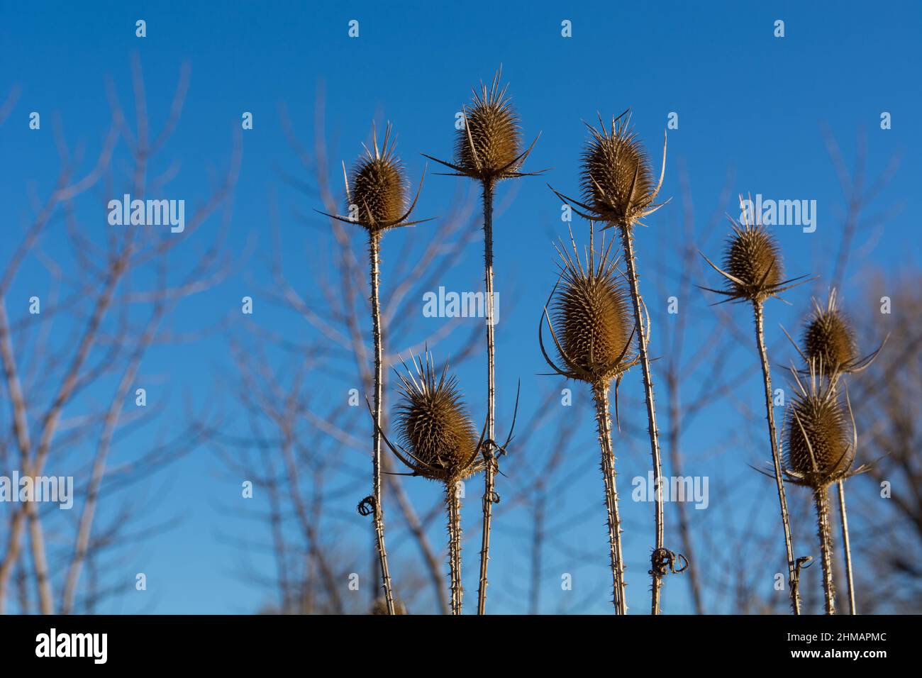 Dry flowers of Dipsacus fullonum, also known as wild teasel or fullers ...