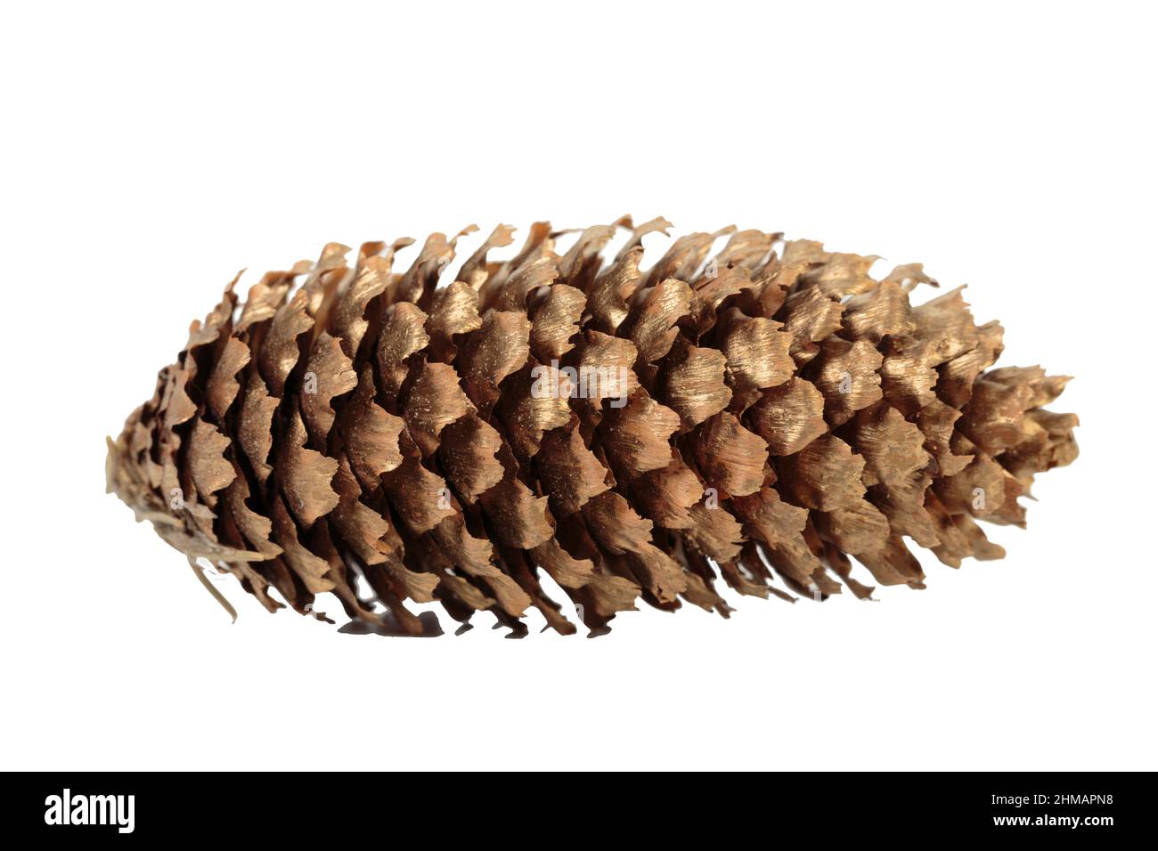 Pine sprig cone Cut Out Stock Images & Pictures - Alamy