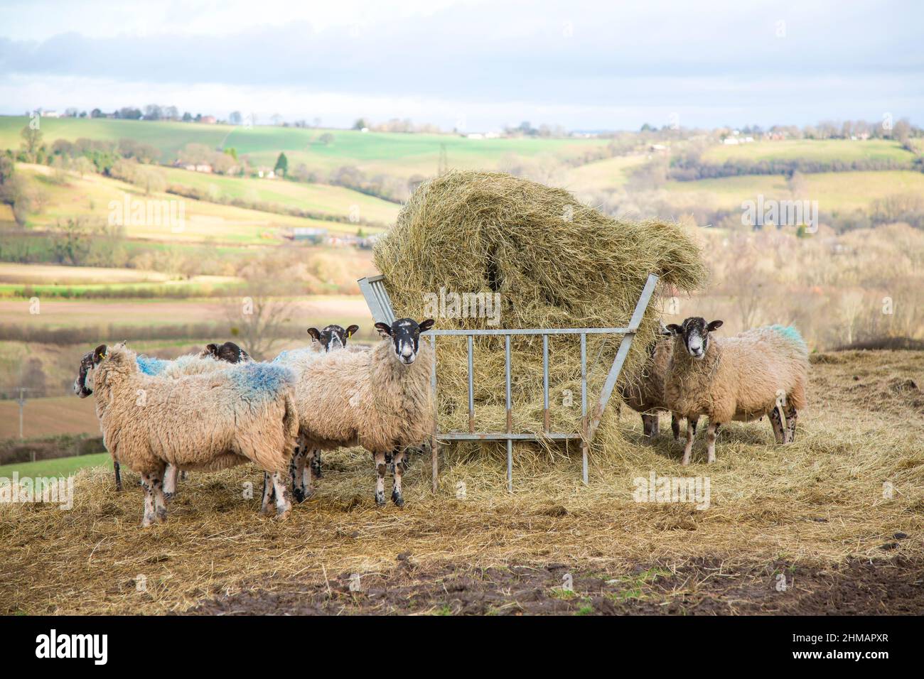 Winter sheep feeding from hay bale in rural, English countryside ...