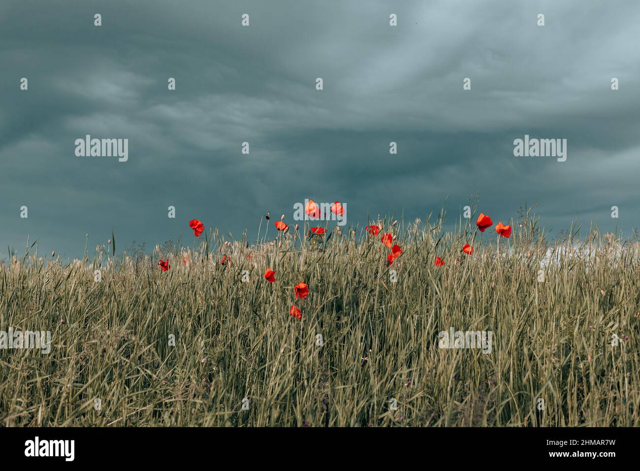 Beautiful natural poppy field with dark rain clouds on the skyDramatic ...
