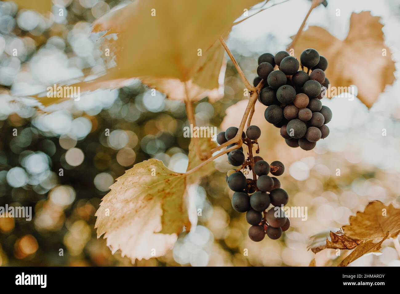 Sweet and tasty blue grapes on a vine on a farm in a village, grape ...