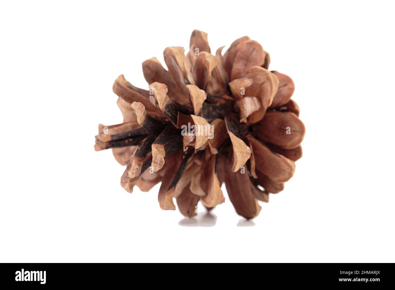Dry pine cone without seeds with shadow. It is isolated on a white ...
