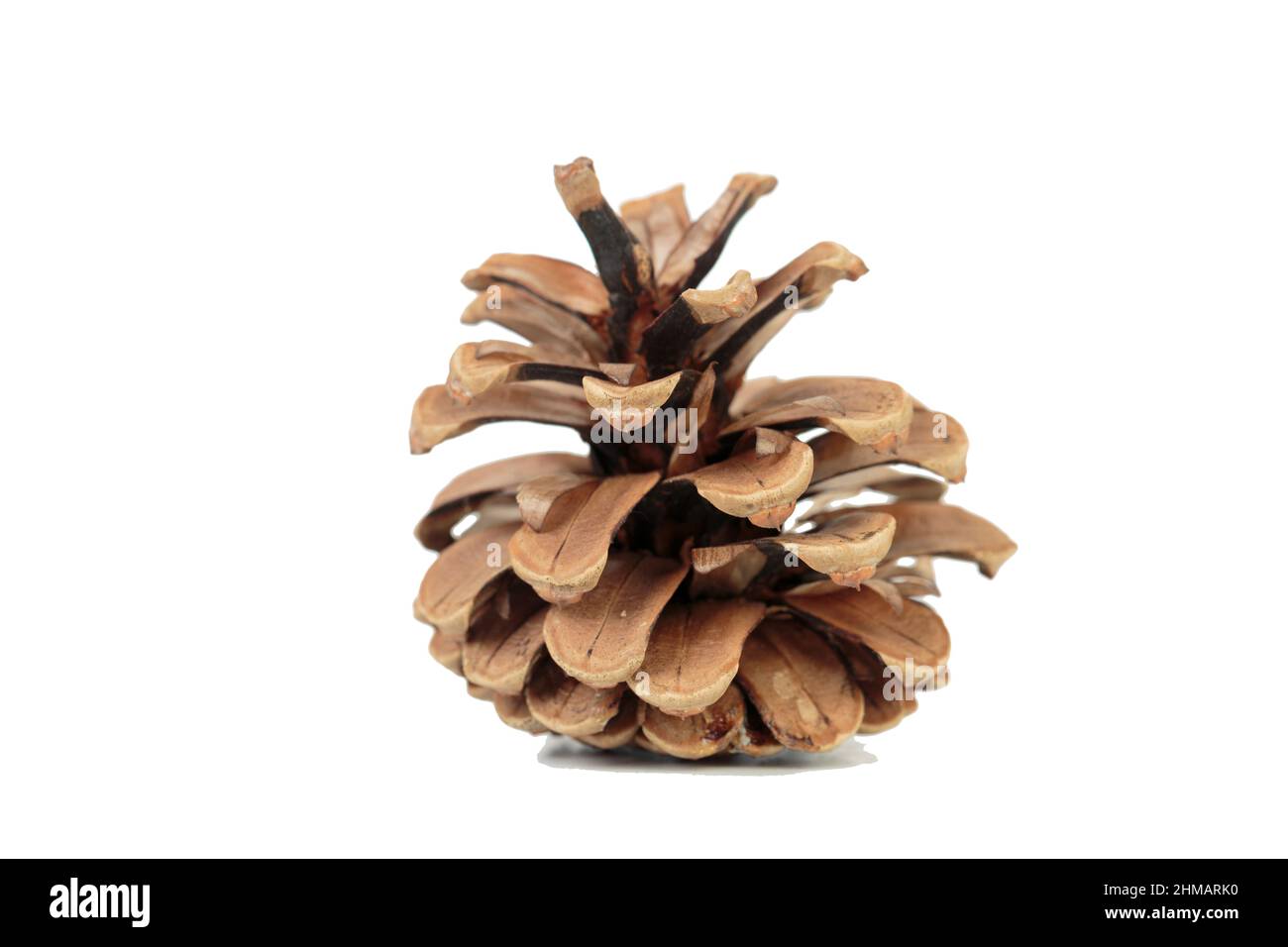 Dry pine cone without seeds with shadow. It is isolated on a white ...