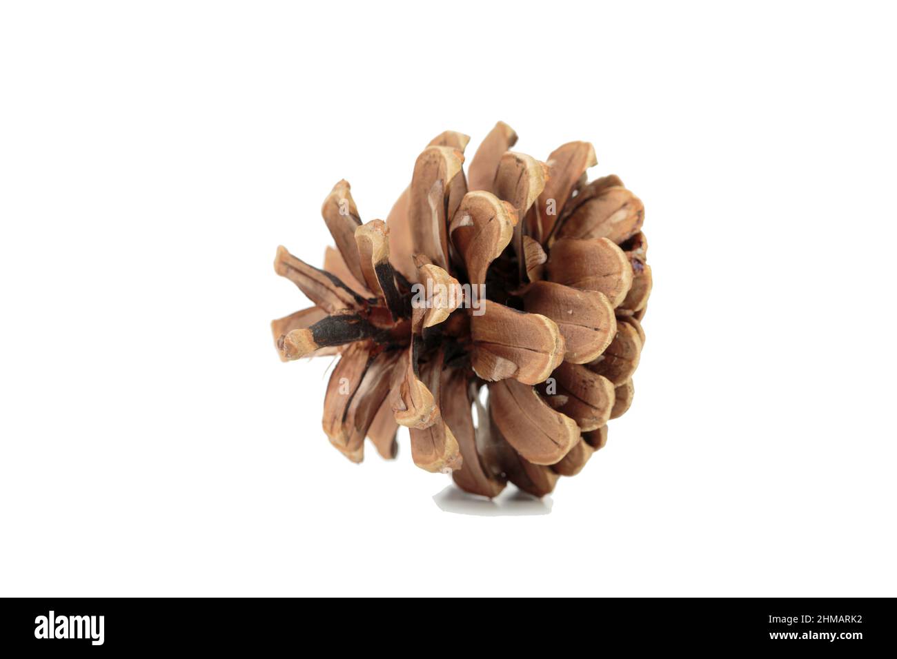 Dry pine cone without seeds with shadow. It is isolated on a white ...