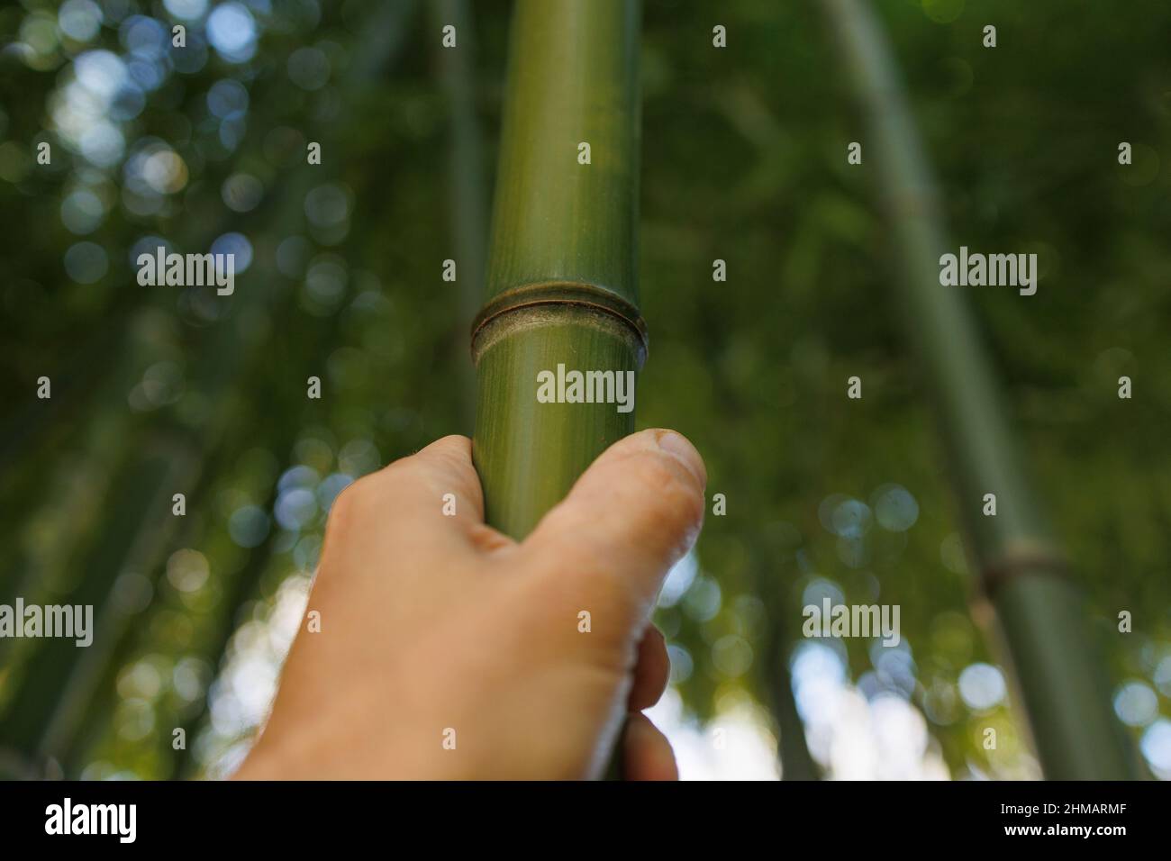 Hand holding Bamboo plant in closeup with details Stock Photo - Alamy