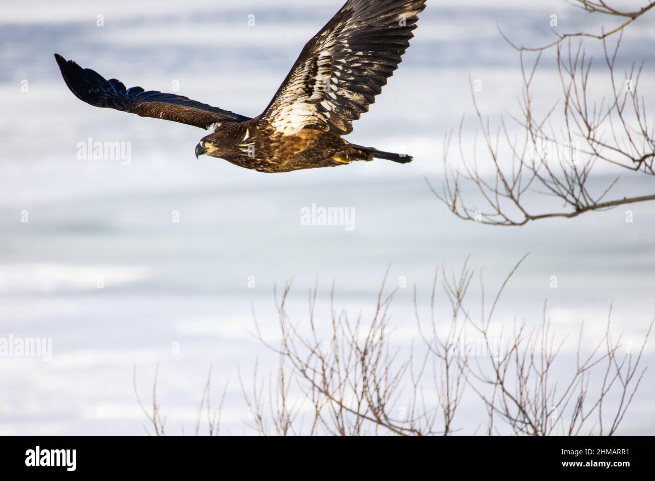 Close-up shot of a white-tailed sea eagle flying over pack ice Stock ...
