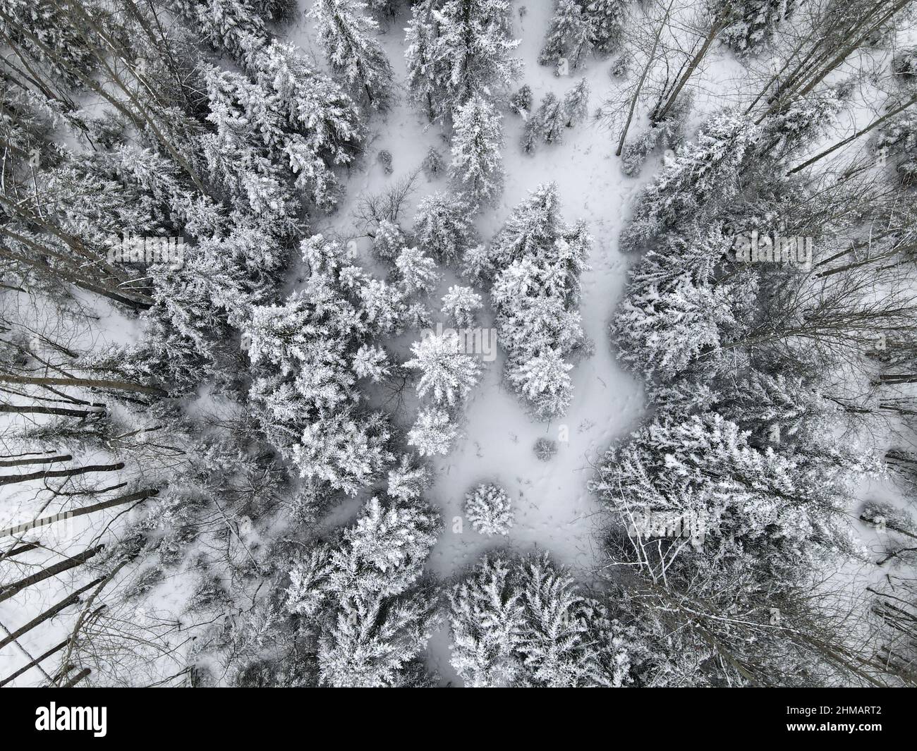 Drone shot of a shallow forest with tall thin trees in winter Stock ...