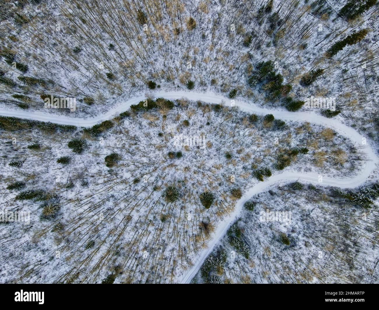 Bird's eye view of a shallow forest with tall thin trees and a narrow ...