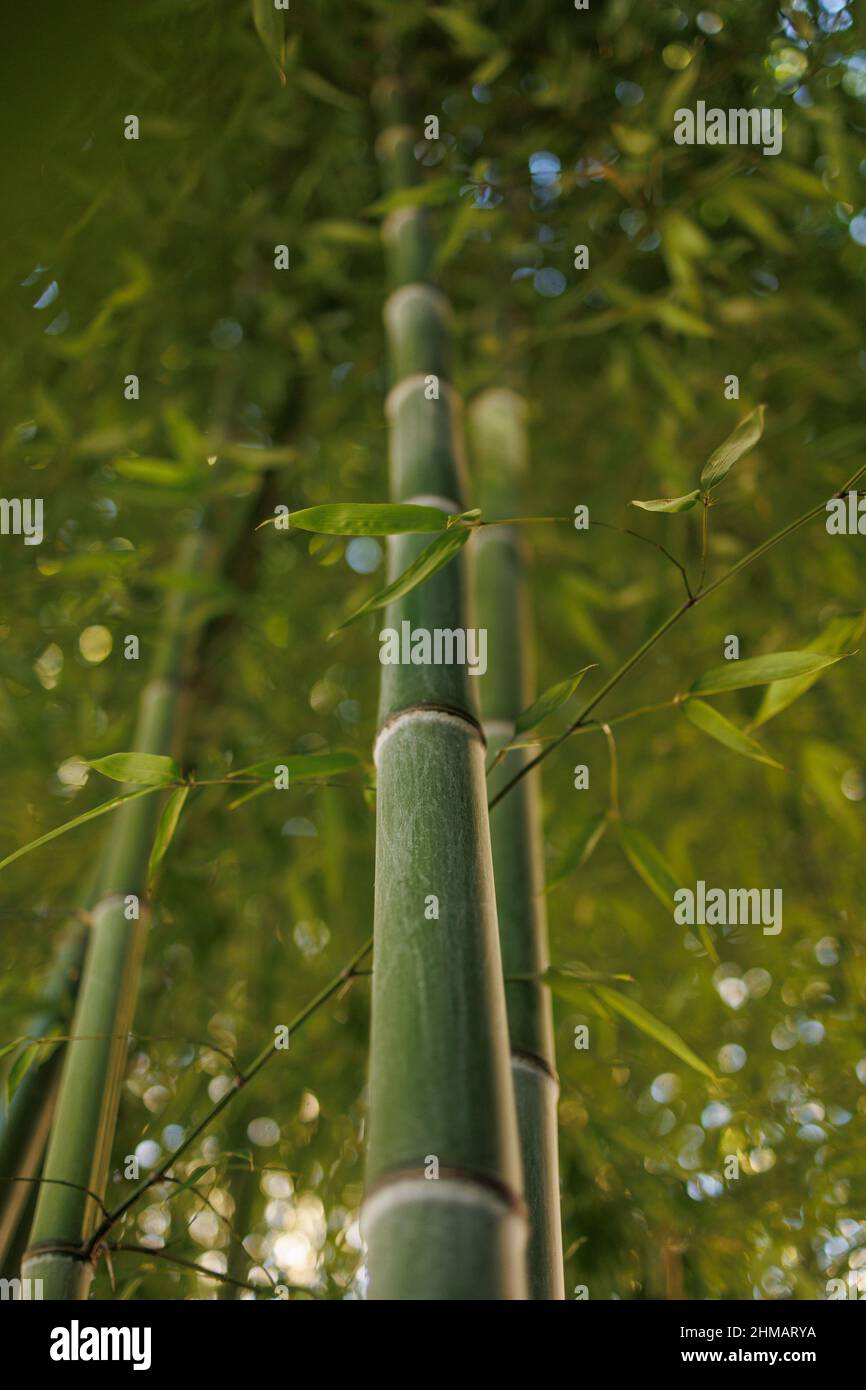 Bamboo green plant in closeup with details Stock Photo - Alamy