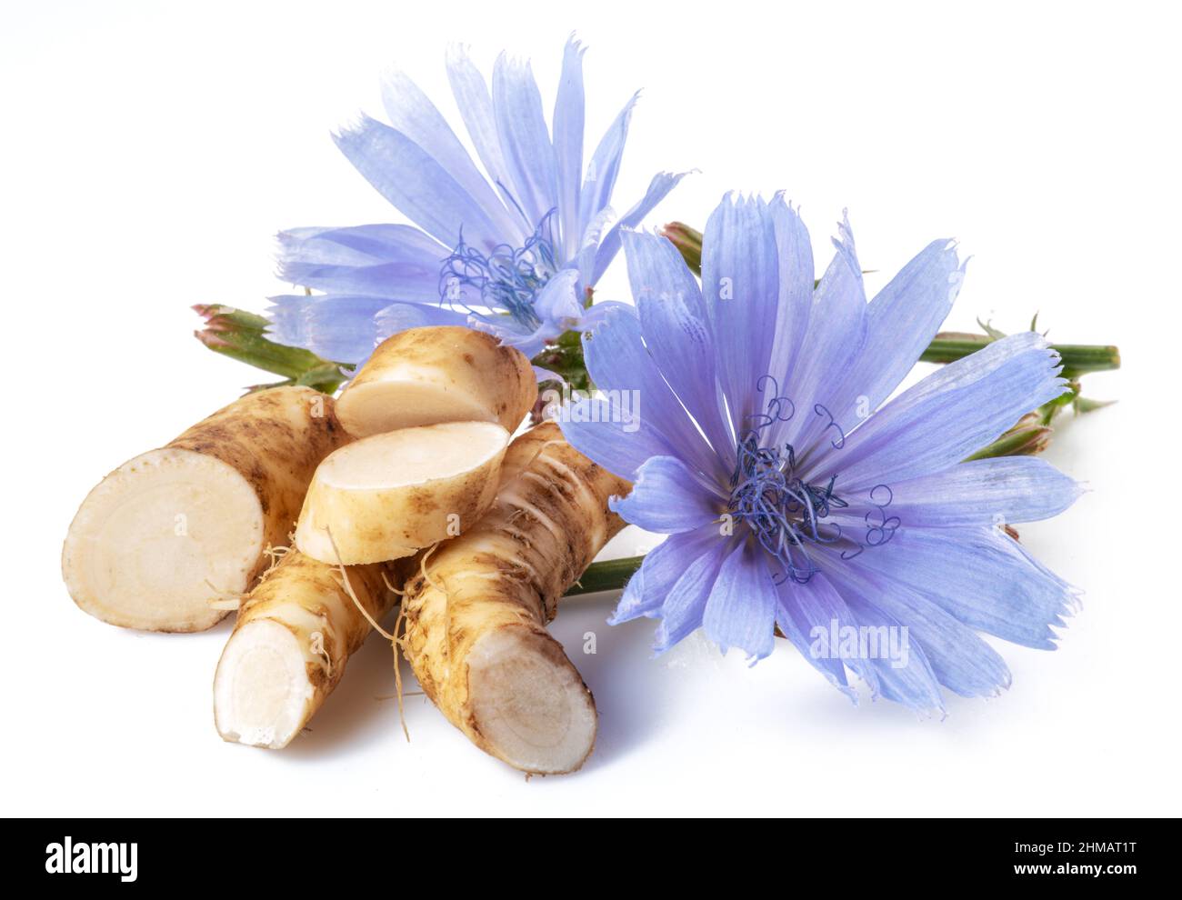 Chicory flowers and roots close up on the white background Stock Photo ...