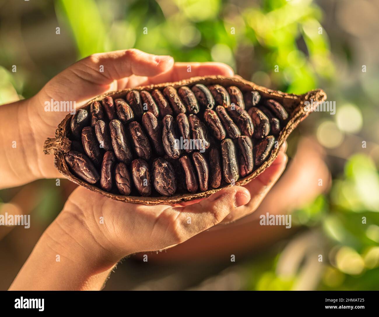 Cocoa pods with dry cocoa beans in the male hands. Nature background ...