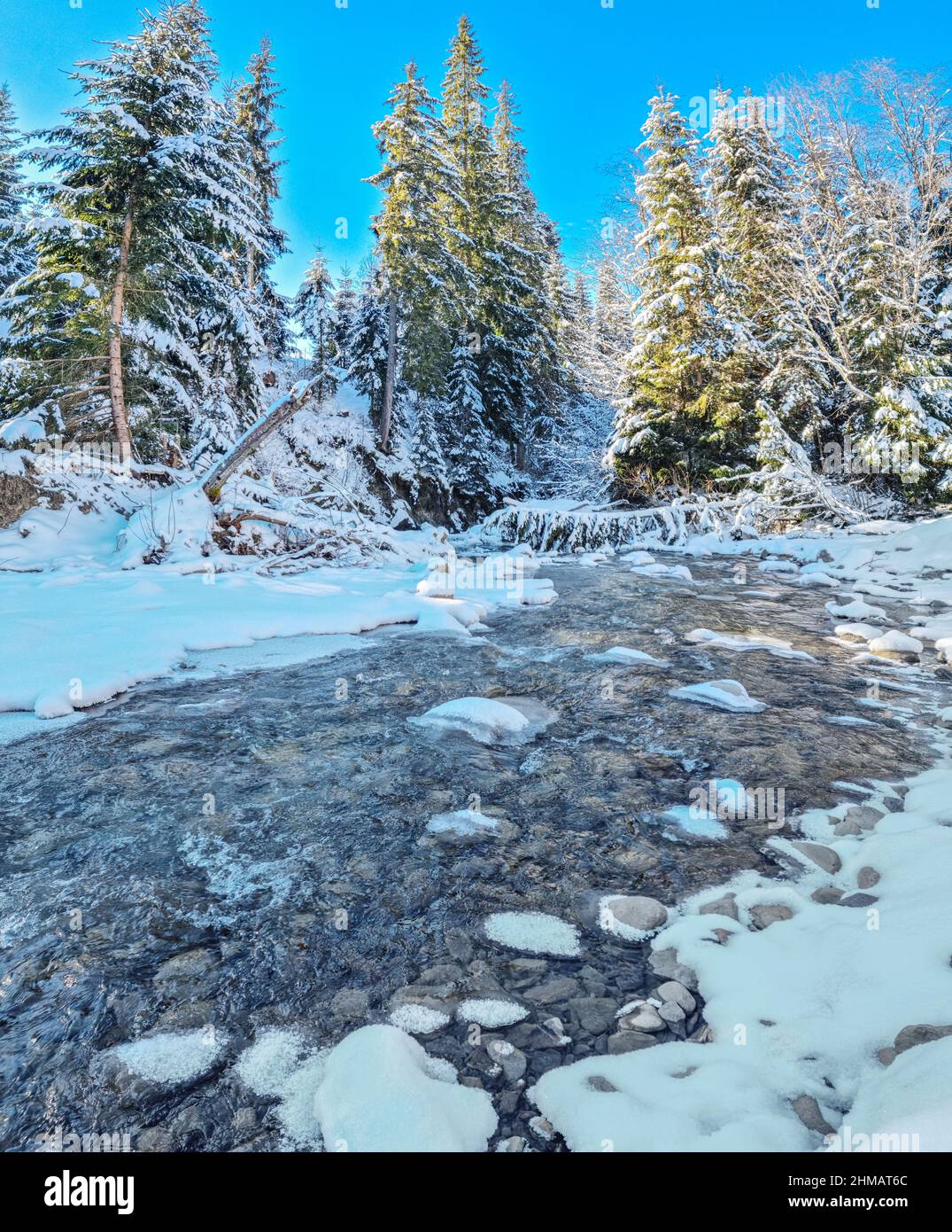Fir trees covered with snow and stream with icy edge. Beautiful winter ...