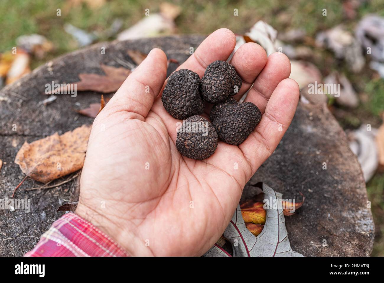 Black edible winter truffles in man's hand. Nature background Stock ...