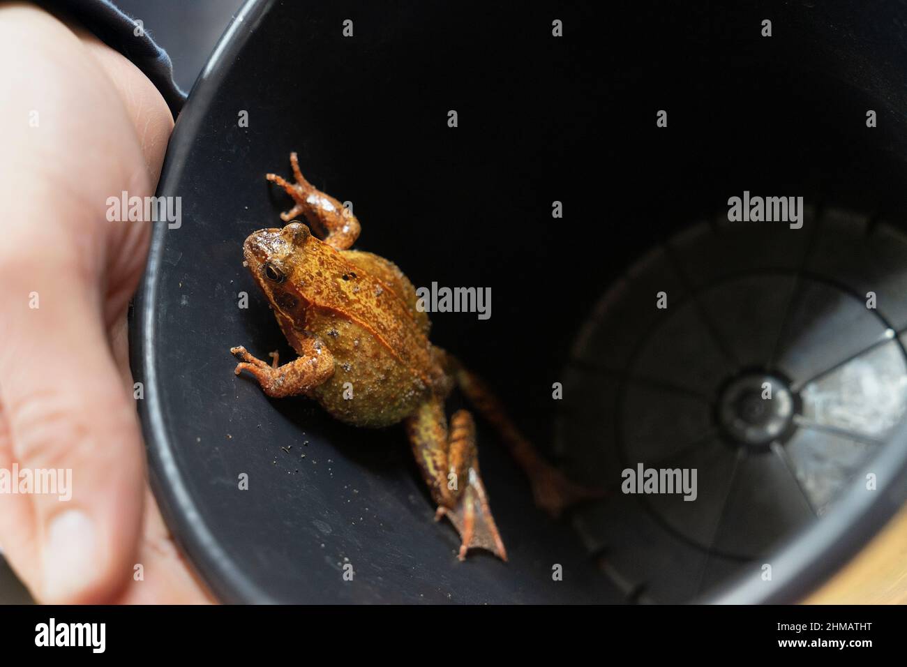 Big brown frog or European common frog, Rana temporaria, caught in a ...