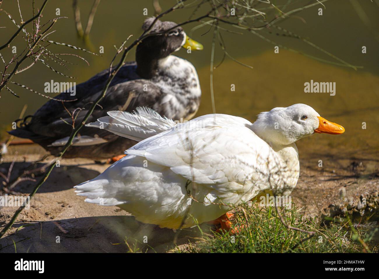 : A duck pato , patos, ducks, during World Wetlands Day to promote the ...