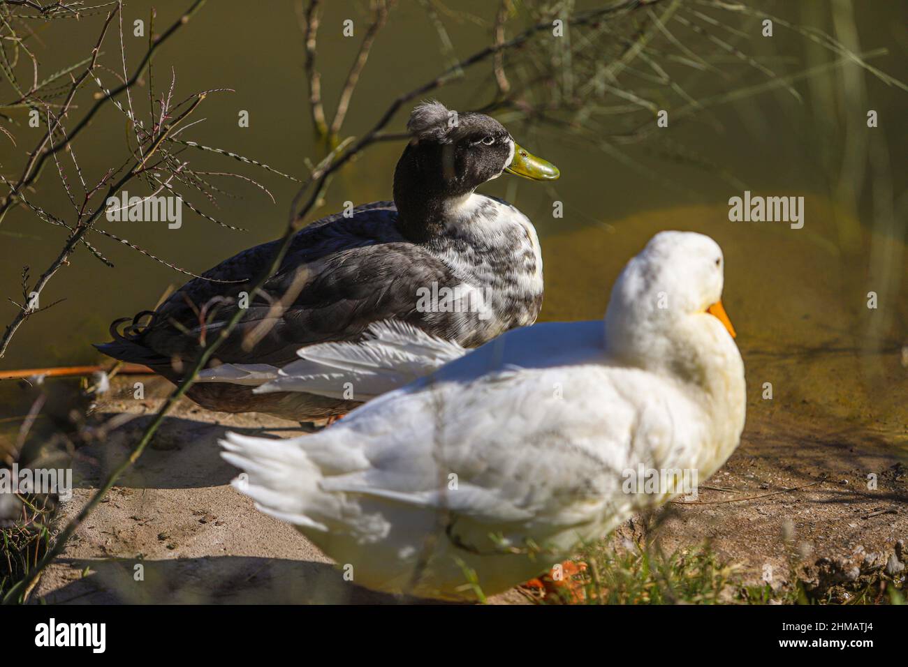 : A duck pato , patos, ducks, during World Wetlands Day to promote the ...