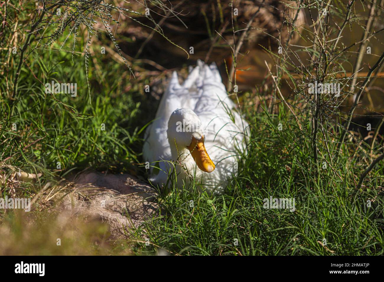 : A duck pato , patos, ducks, during World Wetlands Day to promote the ...