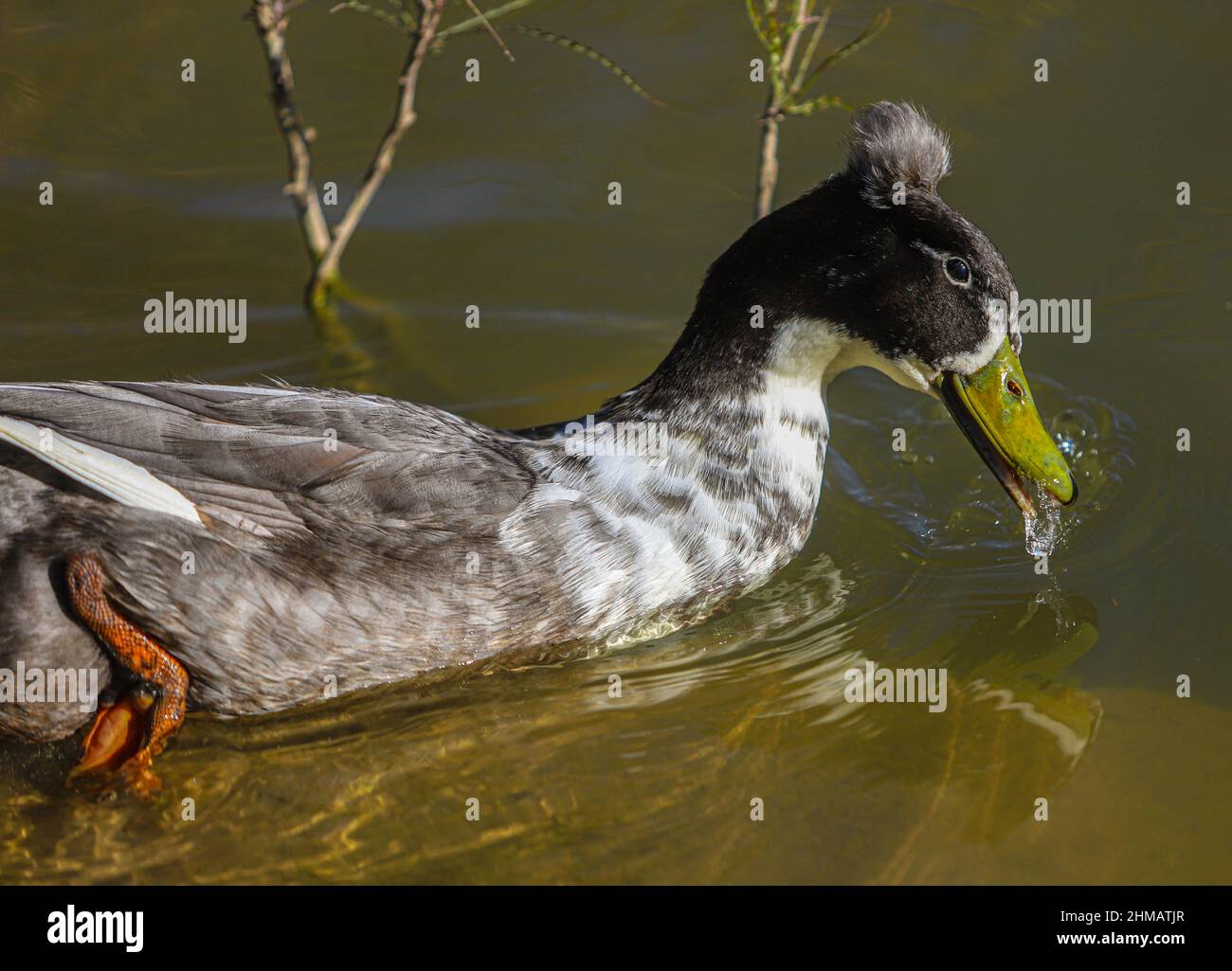 : A duck pato , patos, ducks, during World Wetlands Day to promote the ...
