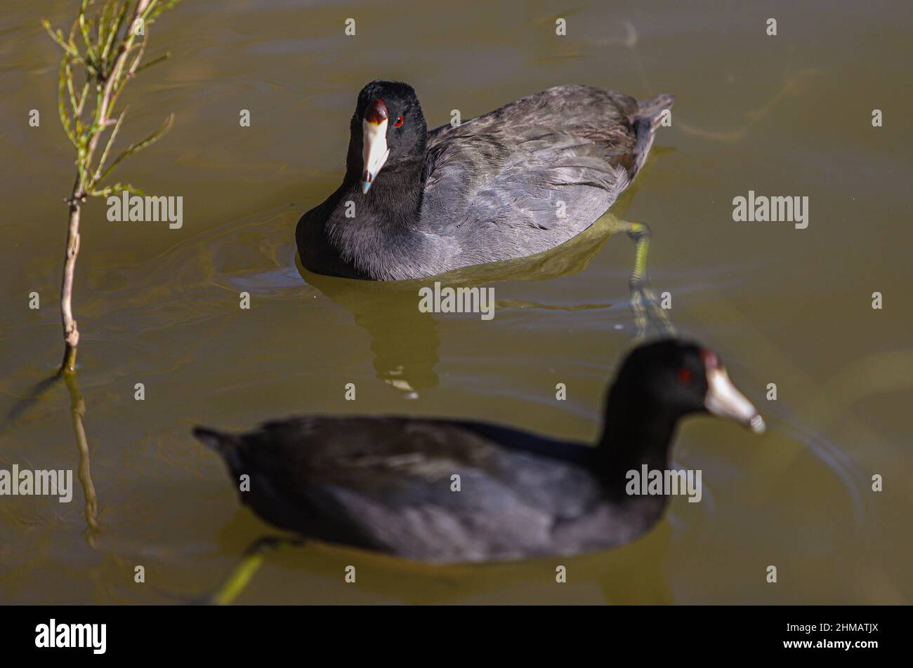 : A duck pato , patos, ducks, during World Wetlands Day to promote the ...