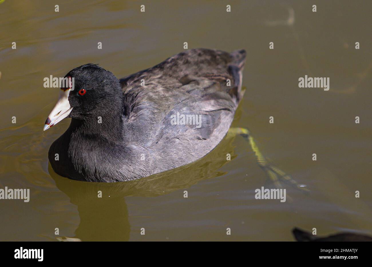 : A duck pato , patos, ducks, during World Wetlands Day to promote the ...