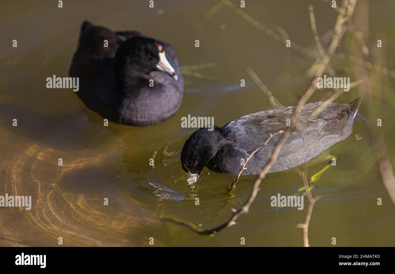: A duck pato , patos, ducks, during World Wetlands Day to promote the ...