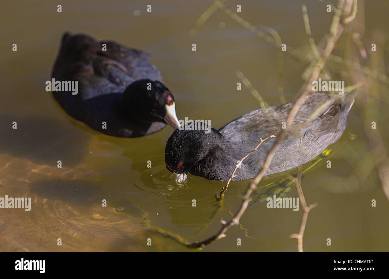 : A duck pato , patos, ducks, during World Wetlands Day to promote the ...