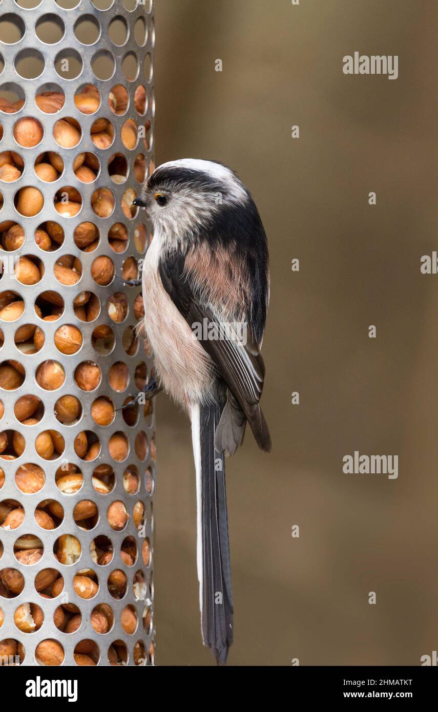 Long-tailed tit (Aegithalos caudatus) black and white with pink flanks ...