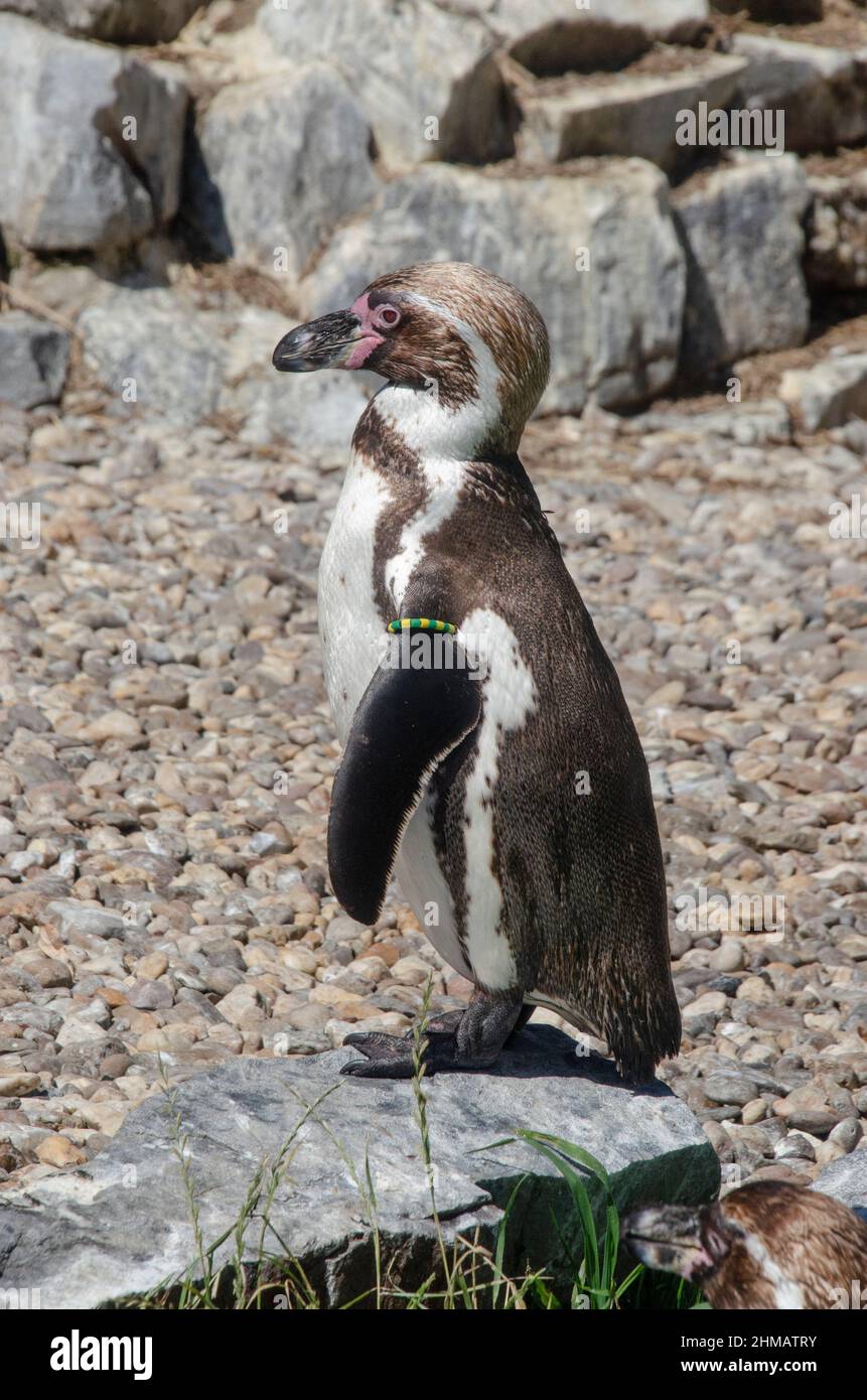 African penguin group closeup hi-res stock photography and images - Alamy