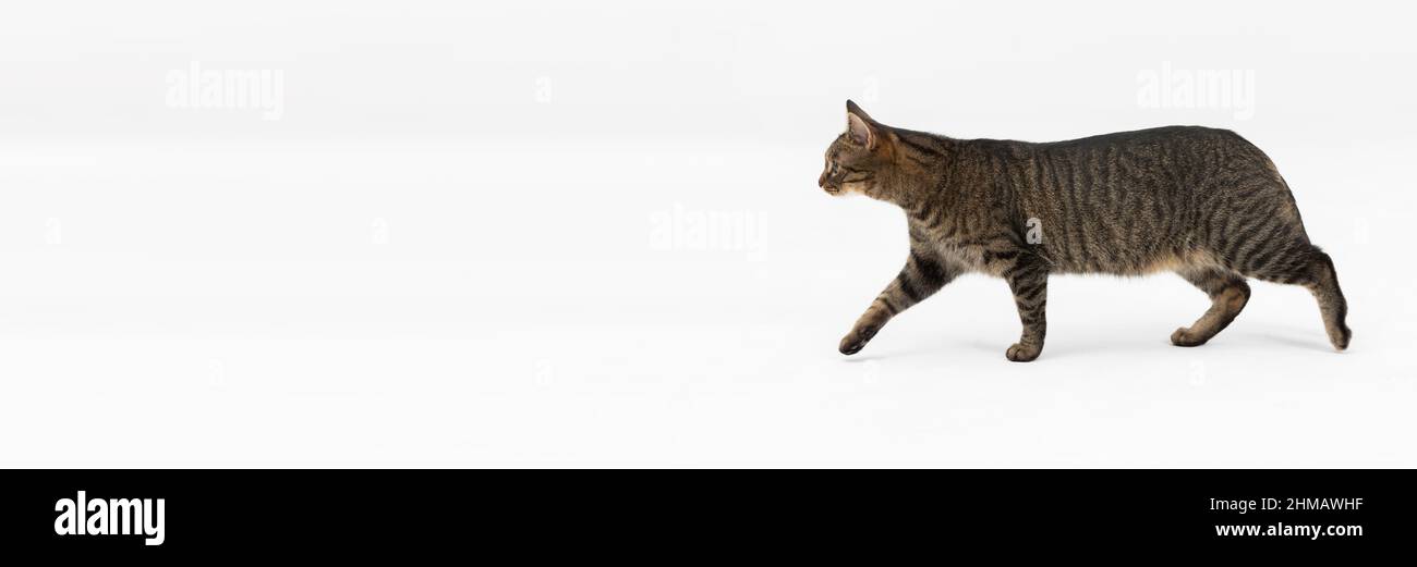 Side view as she-cat walks across white background. Panoramic frame ...