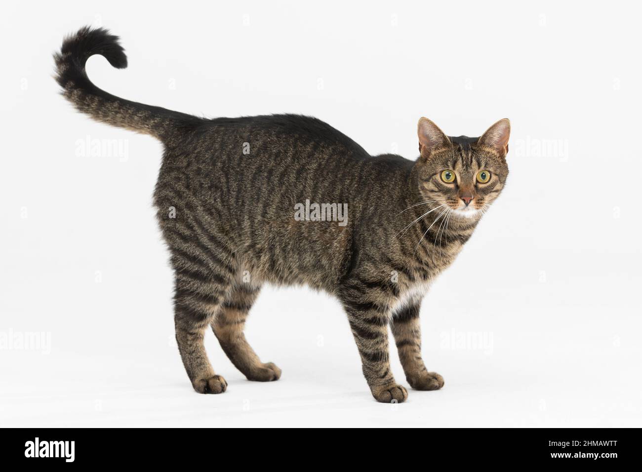 Wagged tail hi-res stock photography and images - Alamy