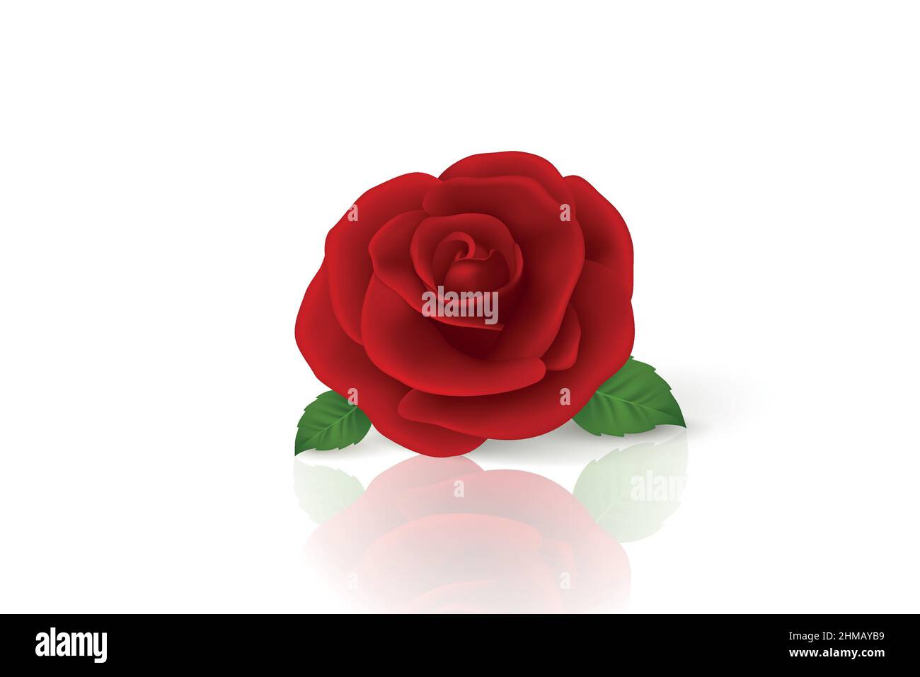 Vector 3d Realistic Red Flower Rose Closeup Isolated on White. Rose Bud ...