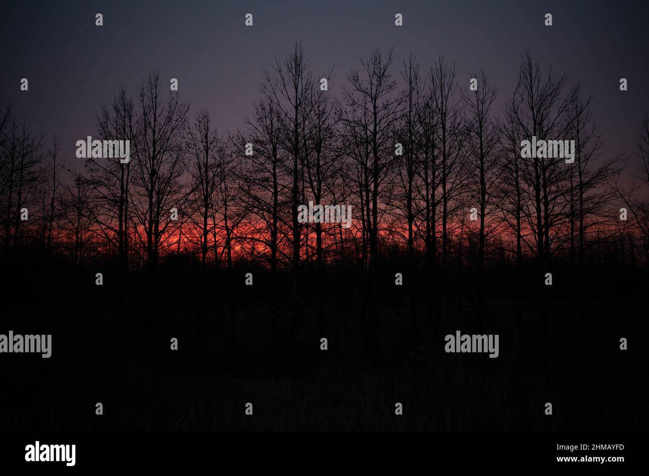 A vibrant sunset over the Red Forest and exclusion zone near the ...